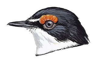 Brown-throated Wattle-eye - Platysteira cyanea - Birds of the World