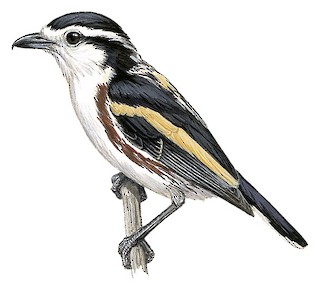 Brubru - Nilaus afer - Birds of the World