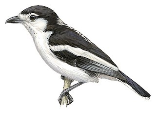 Brubru - Nilaus afer - Birds of the World
