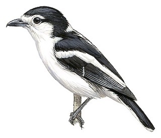 Brubru - Nilaus afer - Birds of the World