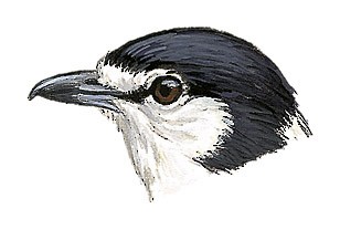 Brubru - Nilaus afer - Birds of the World