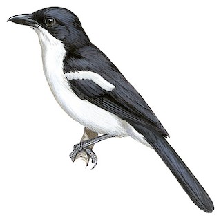 Gabon Boubou - Laniarius bicolor - Birds of the World