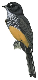 Northern Fantail - Rhipidura rufiventris - Birds of the World
