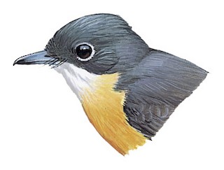 Vanikoro Flycatcher - Myiagra vanikorensis - Birds of the World