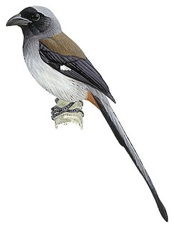 Gray Treepie - Dendrocitta formosae - Birds of the World