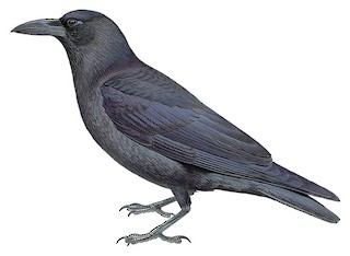 Sunda Crow - Corvus enca - Birds of the World