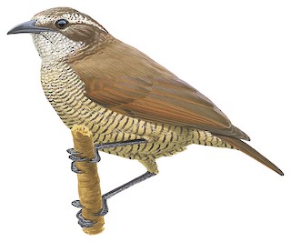 Greater Lophorina - Lophorina latipennis - Birds of the World