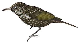 Spotted Berrypecker - Melanocharis piperata - Birds of the World
