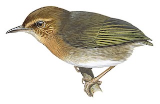 Green Crombec - Sylvietta virens - Birds of the World