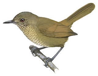 Acrocephalidae - Reed Warblers and Allies - Birds of the World