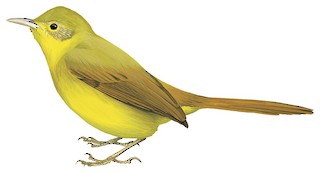 Malia - Malia grata - Birds of the World