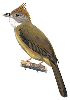 Ochraceous Bulbul - Alophoixus ochraceus - Birds of the World