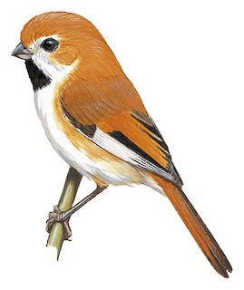 Golden Parrotbill - Suthora verreauxi - Birds of the World