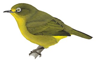 Yellowish White-eye - Zosterops nigrorum - Birds of the World