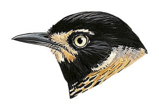 Spotted Laughingthrush - Ianthocincla ocellata - Birds of the World