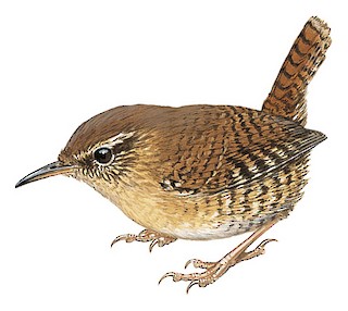 Eurasian Wren - Troglodytes troglodytes - Birds of the World