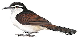 Bicolored Wren - Campylorhynchus griseus - Birds of the World