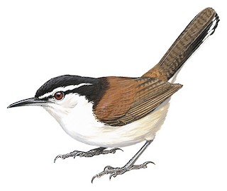 Bicolored Wren - Campylorhynchus griseus - Birds of the World
