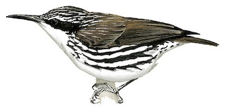 Sturnidae - Starlings - Birds of the World