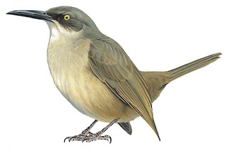 Gray Trembler - Cinclocerthia gutturalis - Birds of the World