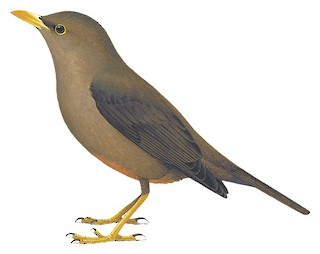 Sundaic Island-Thrush - Turdus javanicus - Birds of the World