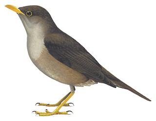 Mindanao Island-Thrush - Turdus nigrorum - Birds of the World
