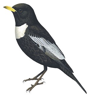Ring Ouzel - Turdus torquatus - Birds of the World