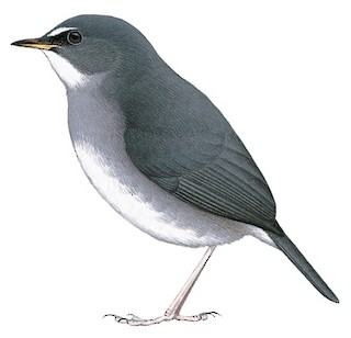 Lesser Shortwing - Brachypteryx leucophris - Birds of the World