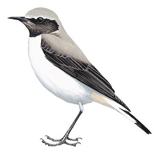 Mourning Wheatear - Oenanthe lugens - Birds of the World