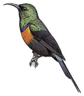 Black-bellied Sunbird - Cinnyris nectarinioides - Birds of the World
