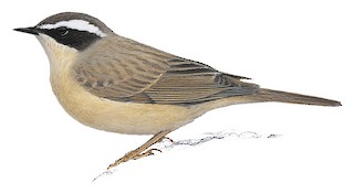Brown Accentor - Prunella fulvescens - Birds of the World