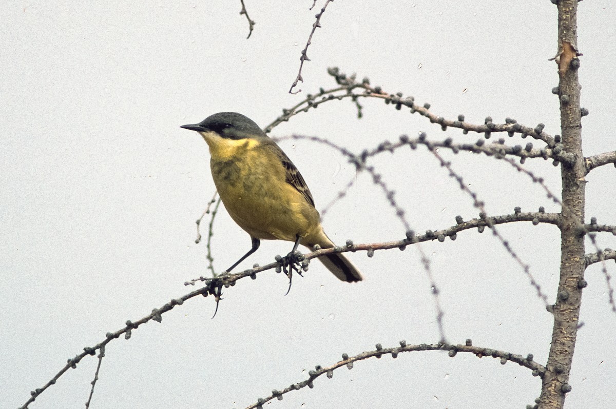 ML153174981 - Eastern Yellow Wagtail (Eastern) - Macaulay Library