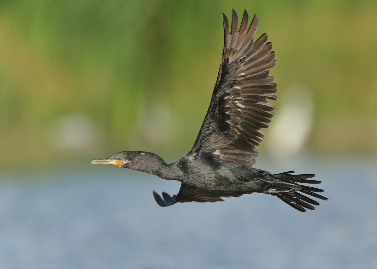 ML153206311 - Neotropic Cormorant - Macaulay Library