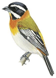 Western Spindalis - Spindalis zena - Birds of the World