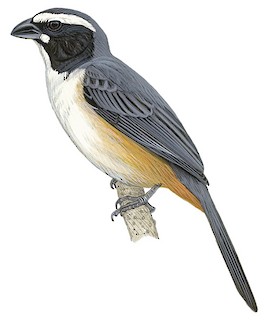 Orinocan Saltator - Saltator orenocensis - Birds of the World