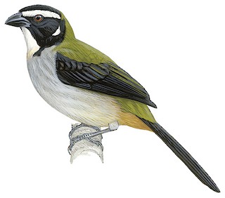 Black-winged Saltator - Saltator atripennis - Birds of the World
