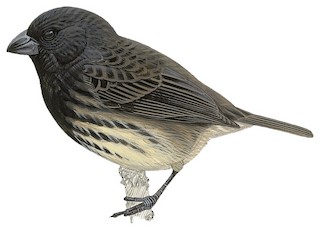 Large Tree-Finch - Camarhynchus psittacula - Birds of the World