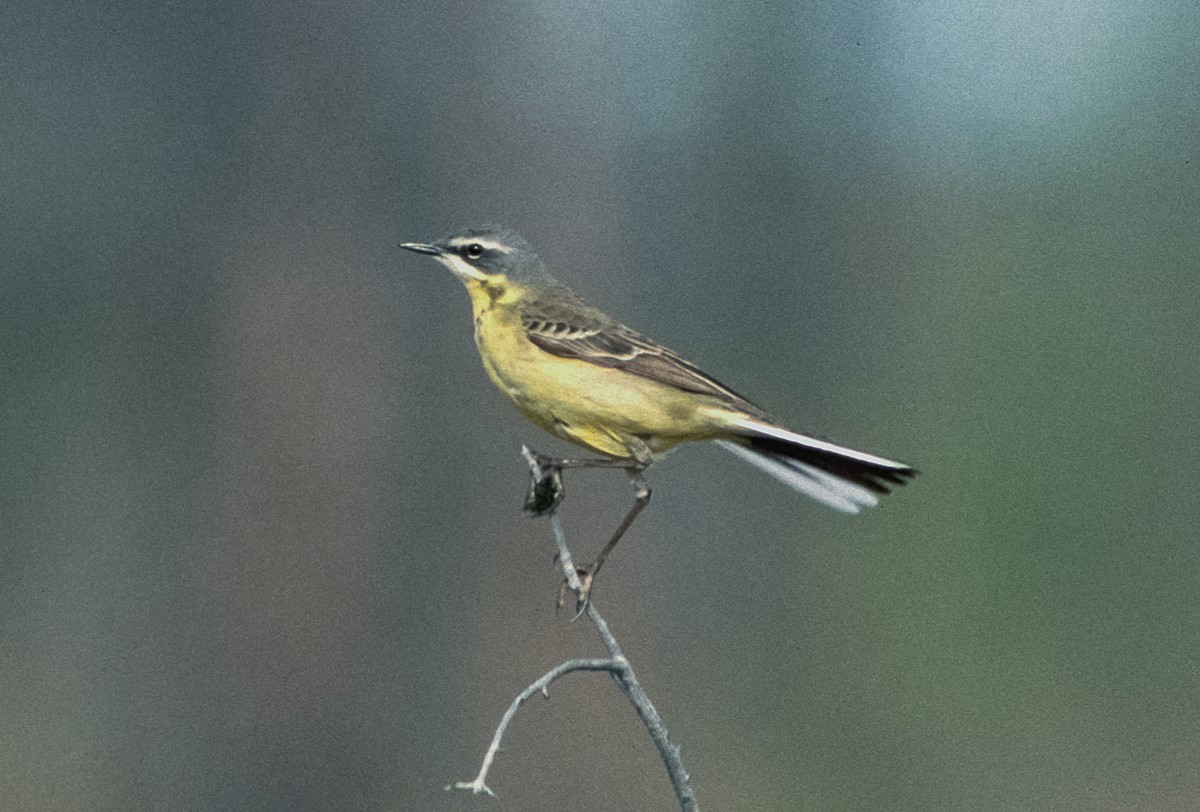 ML153309821 - Eastern Yellow Wagtail (Eastern) - Macaulay Library