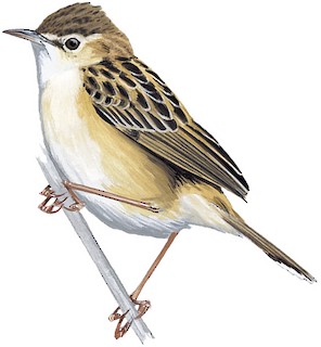 Zitting Cisticola - Cisticola juncidis - Birds of the World