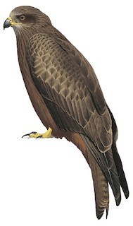 Black Kite - Milvus migrans - Birds of the World