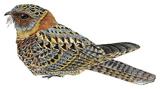 Caprimulgidae - Nightjars and Allies - Birds of the World