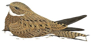 Caprimulgidae - Nightjars and Allies - Birds of the World
