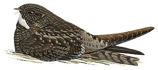 Caprimulgidae - Nightjars and Allies - Birds of the World
