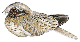 Caprimulgidae - Nightjars and Allies - Birds of the World