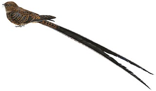 Caprimulgidae - Nightjars and Allies - Birds of the World