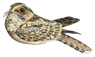 Caprimulgidae - Nightjars and Allies - Birds of the World