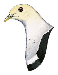 Black-backed Fruit-Dove - Ptilinopus cinctus - Birds of the World