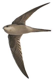 Asian Palm Swift - Cypsiurus balasiensis - Birds of the World