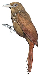 Cinnamon-throated Woodcreeper - Dendrexetastes rufigula - Birds of the ...