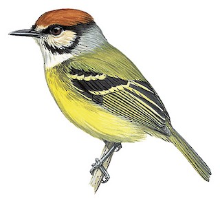 Rufous-crowned Tody-Flycatcher - Poecilotriccus ruficeps - Birds of the ...